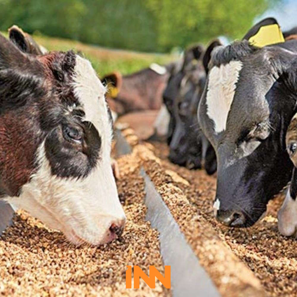 ANIMAL FEED SUPPLEMENT - COTTON SEED RESIDUE ROUGHAGE MEAL